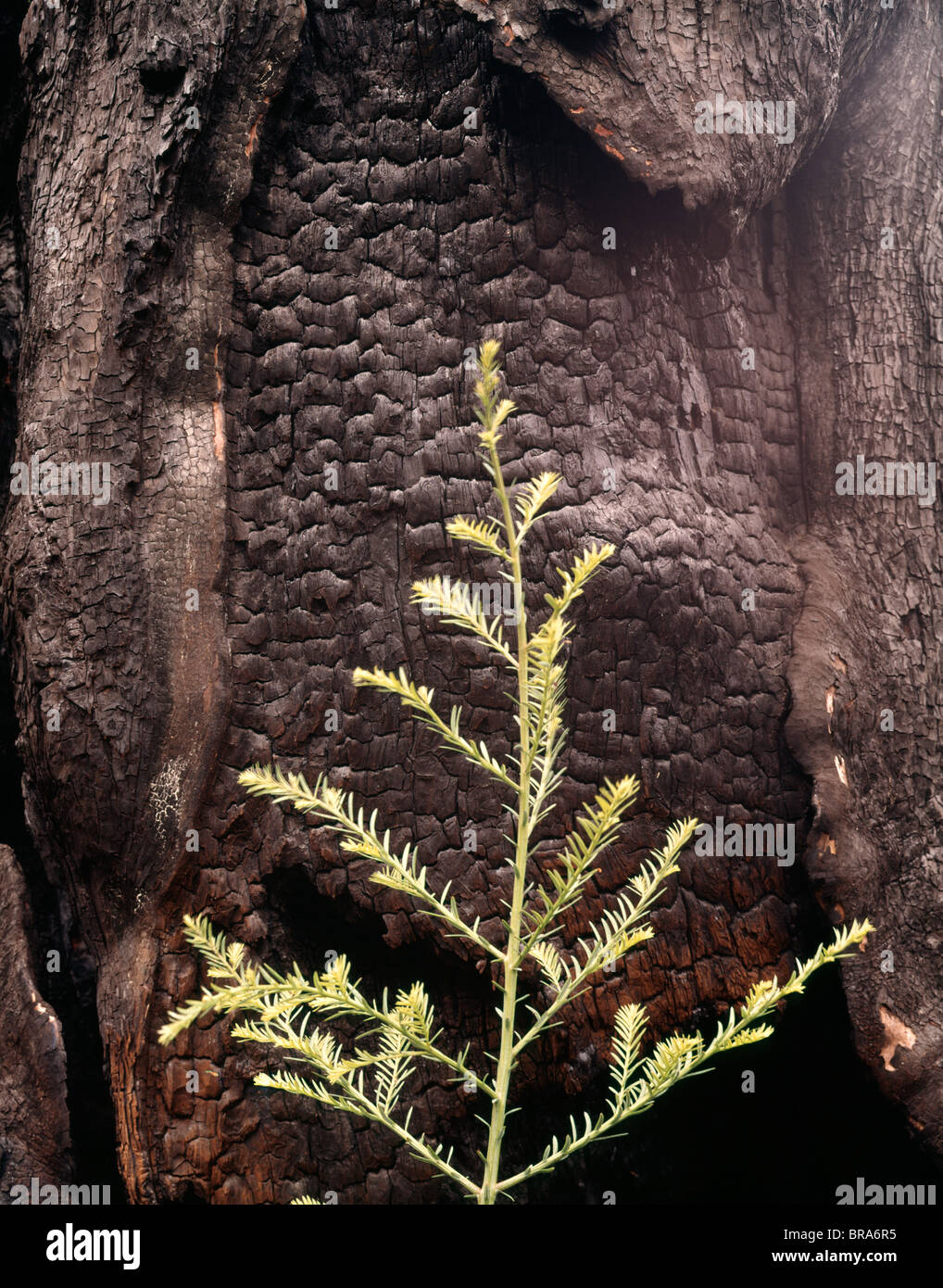 Pine seedling fire hi-res stock photography and images - Alamy