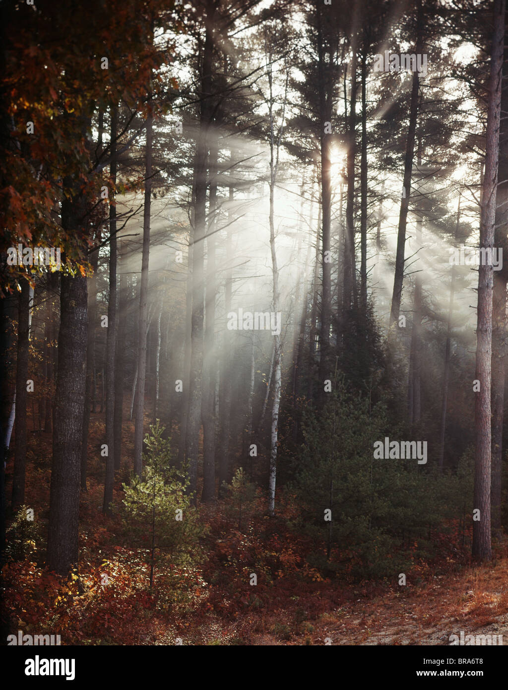 SUN LIGHT THROUGH TREES Stock Photo - Alamy