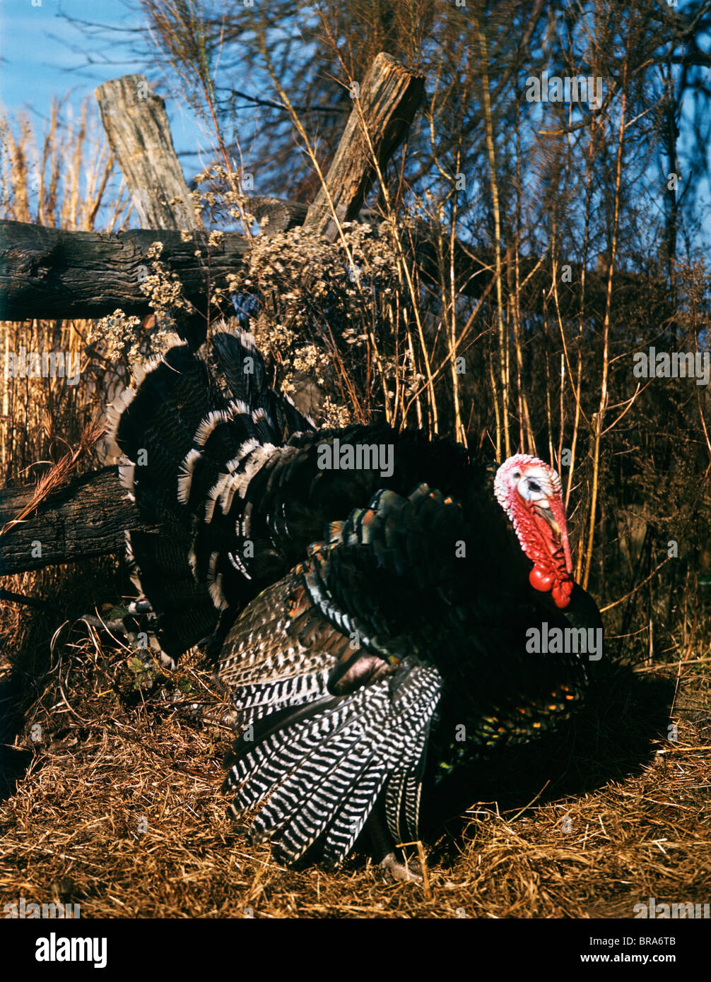 AUTUMN SCENE WITH MALE TOM TURKEY FULL DISPLAY OF FEATHERS BY SPLIT ...