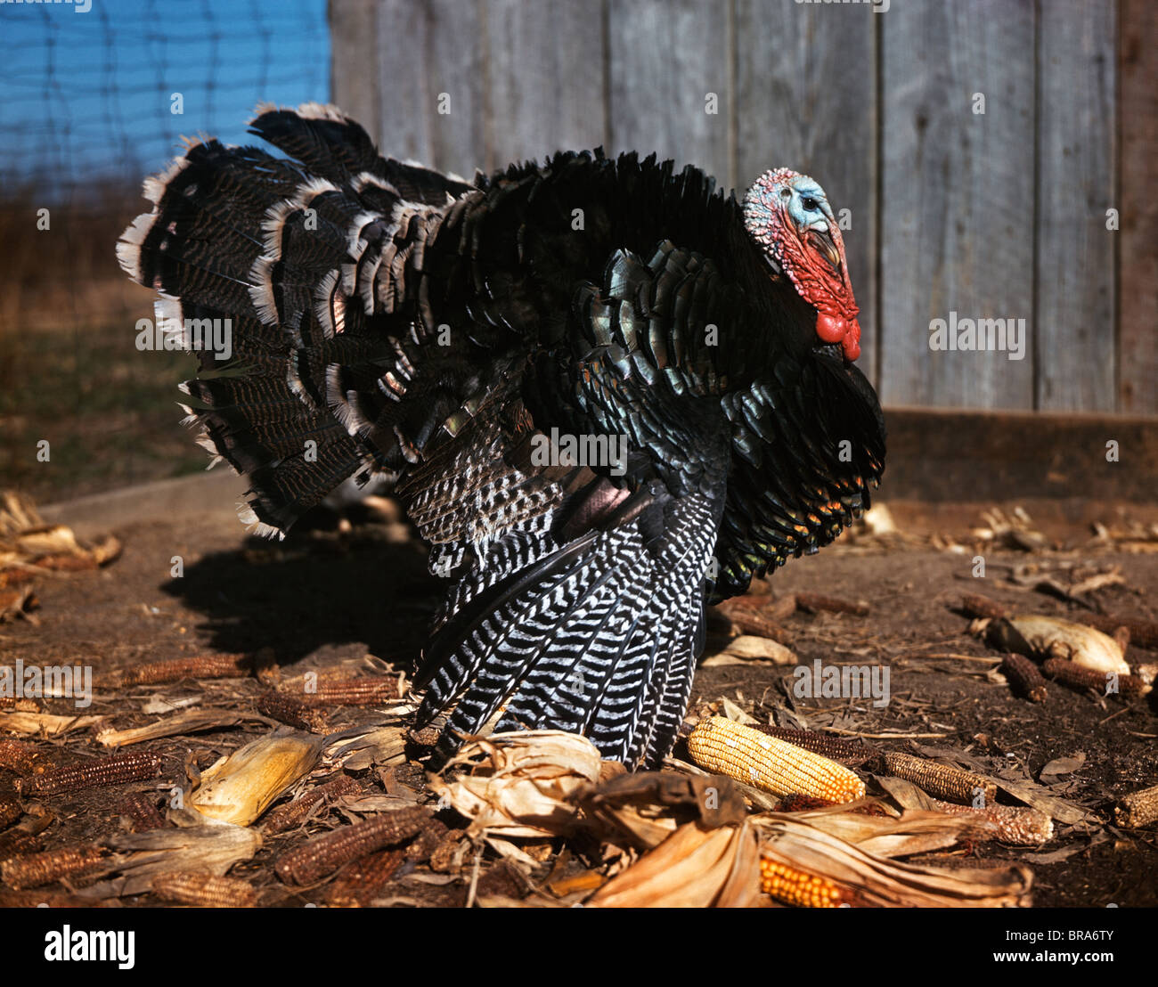 Turkey 1980s hi-res stock photography and images - Alamy