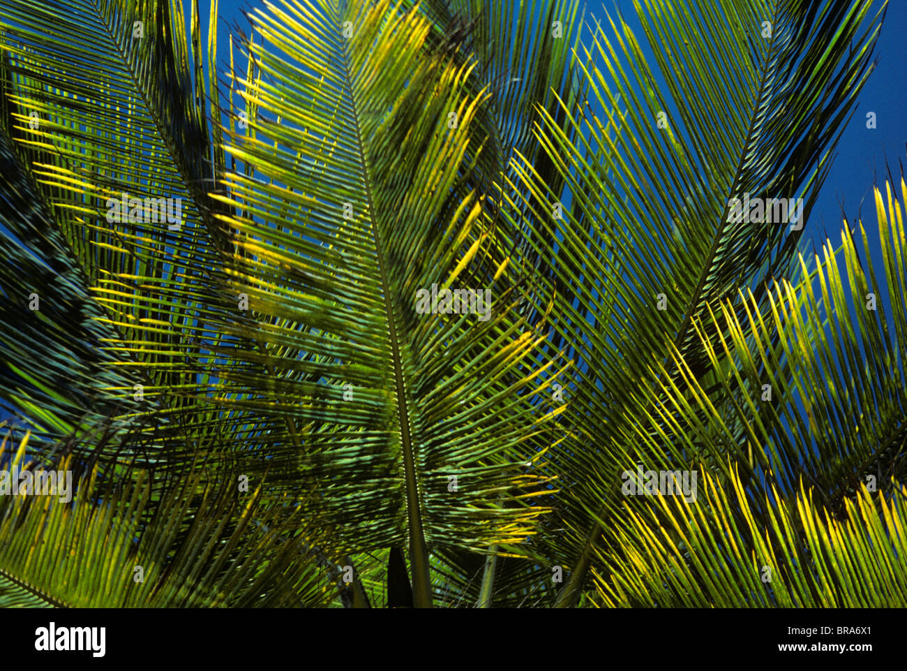 PALM TREE FRONDS Stock Photo - Alamy