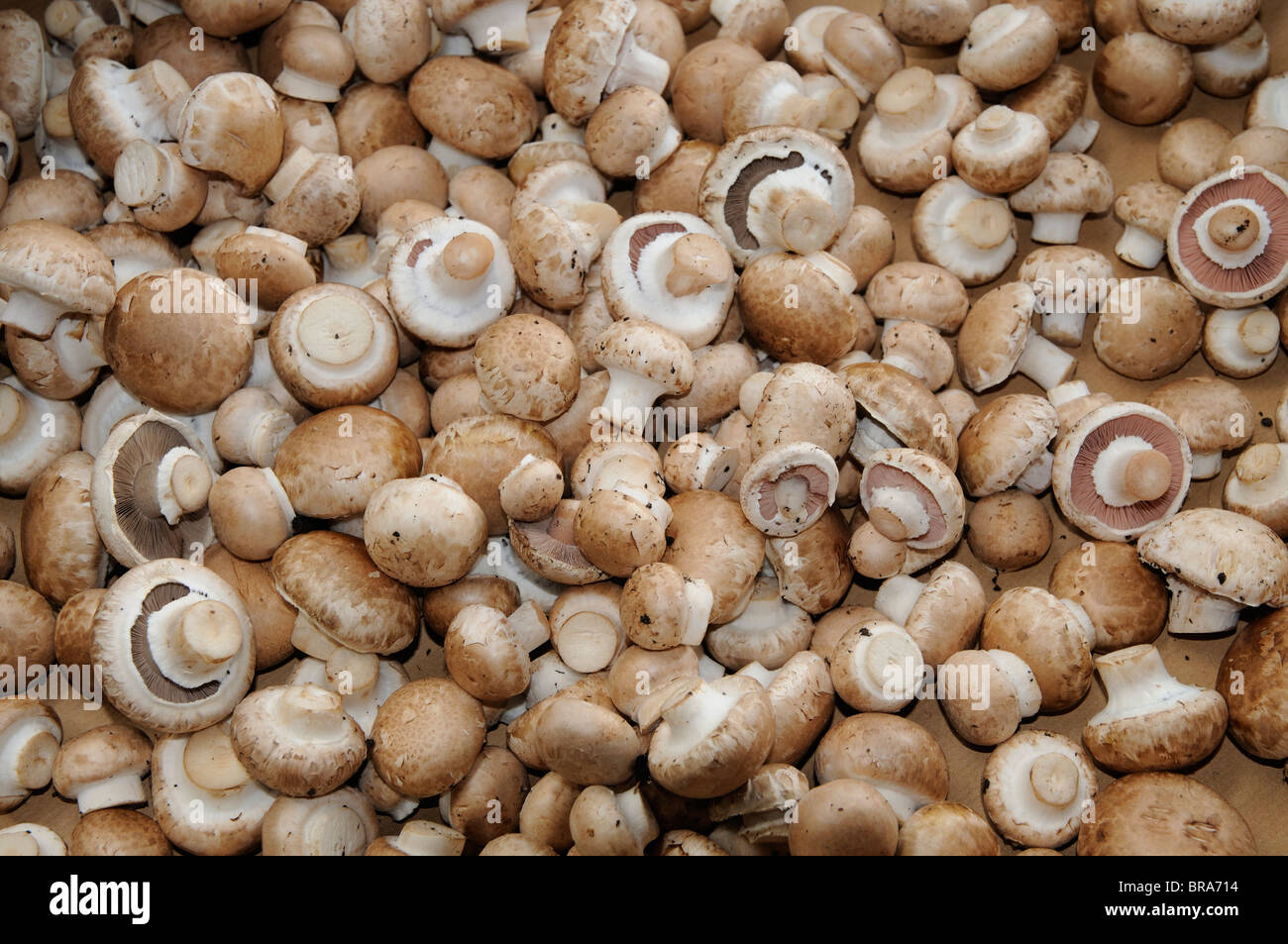 Chestnut mushrooms hi-res stock photography and images - Alamy
