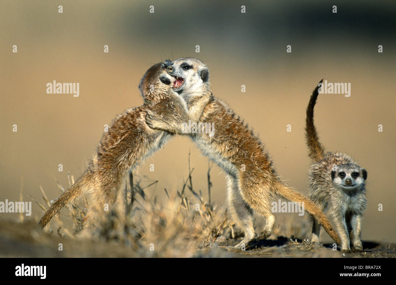 Meerkats hugging hi-res stock photography and images - Alamy