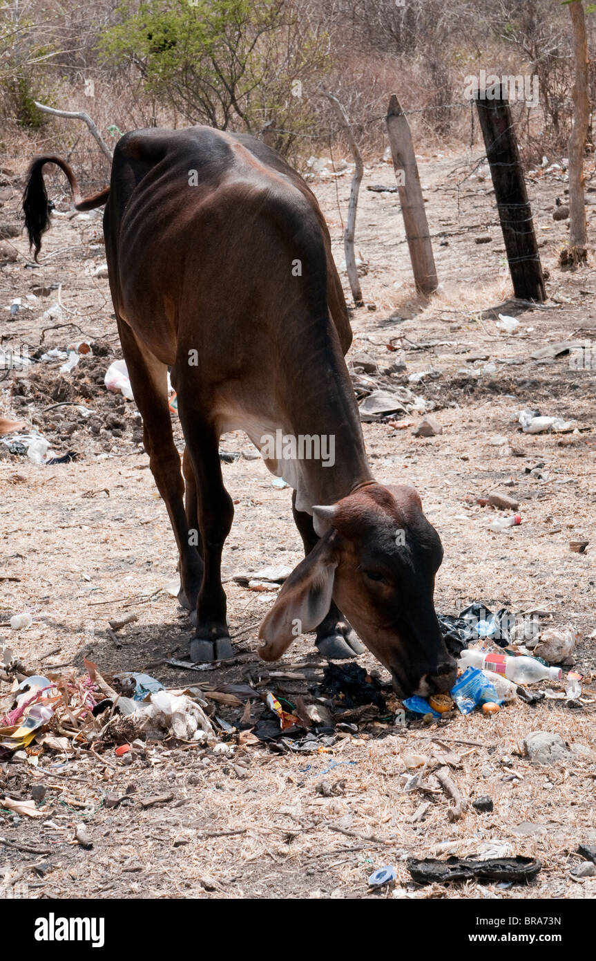 Cow and garbage hi-res stock photography and images - Alamy
