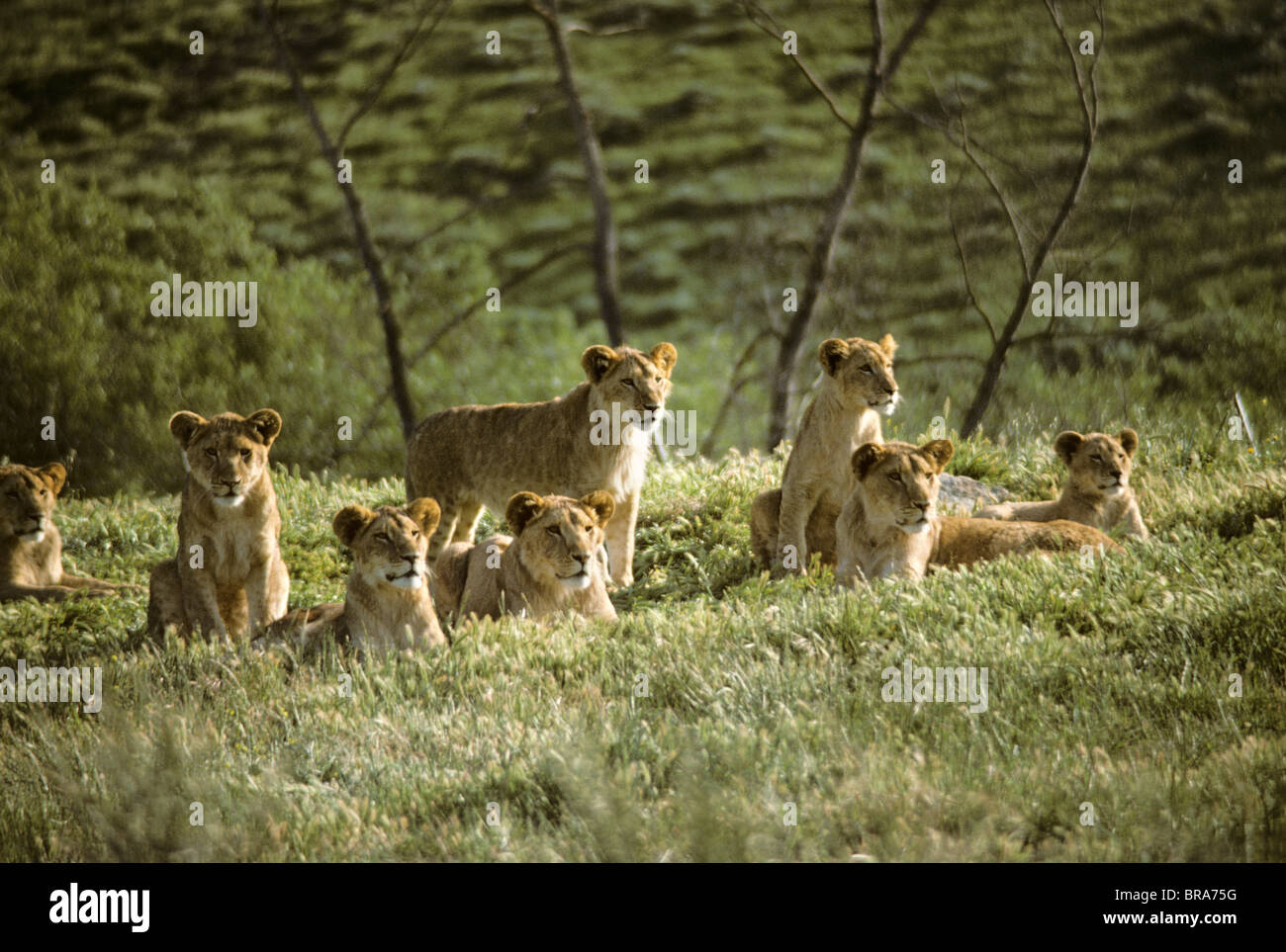 Lion cub group warm hi-res stock photography and images - Alamy