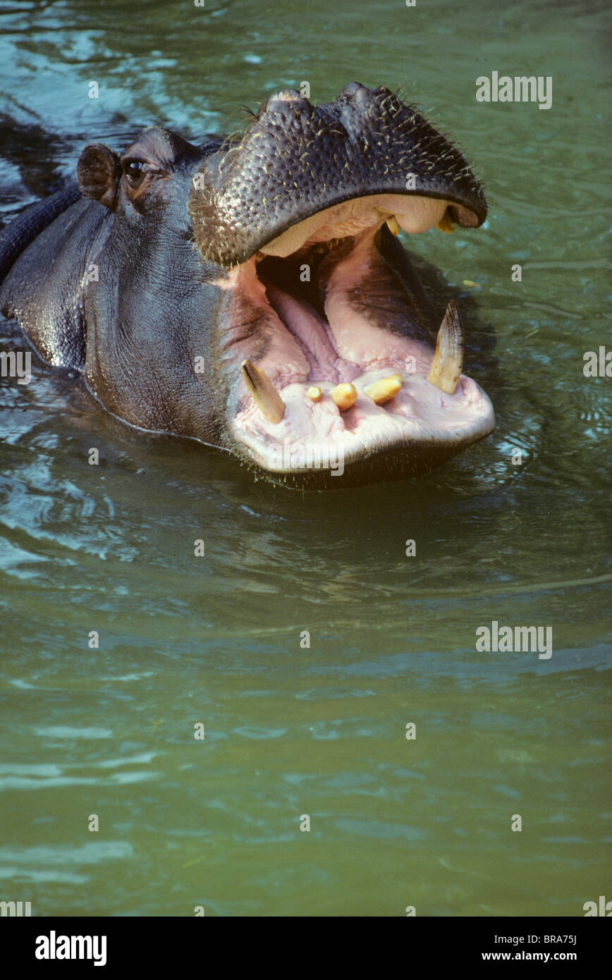 Hippopotamus tusks hi-res stock photography and images - Alamy