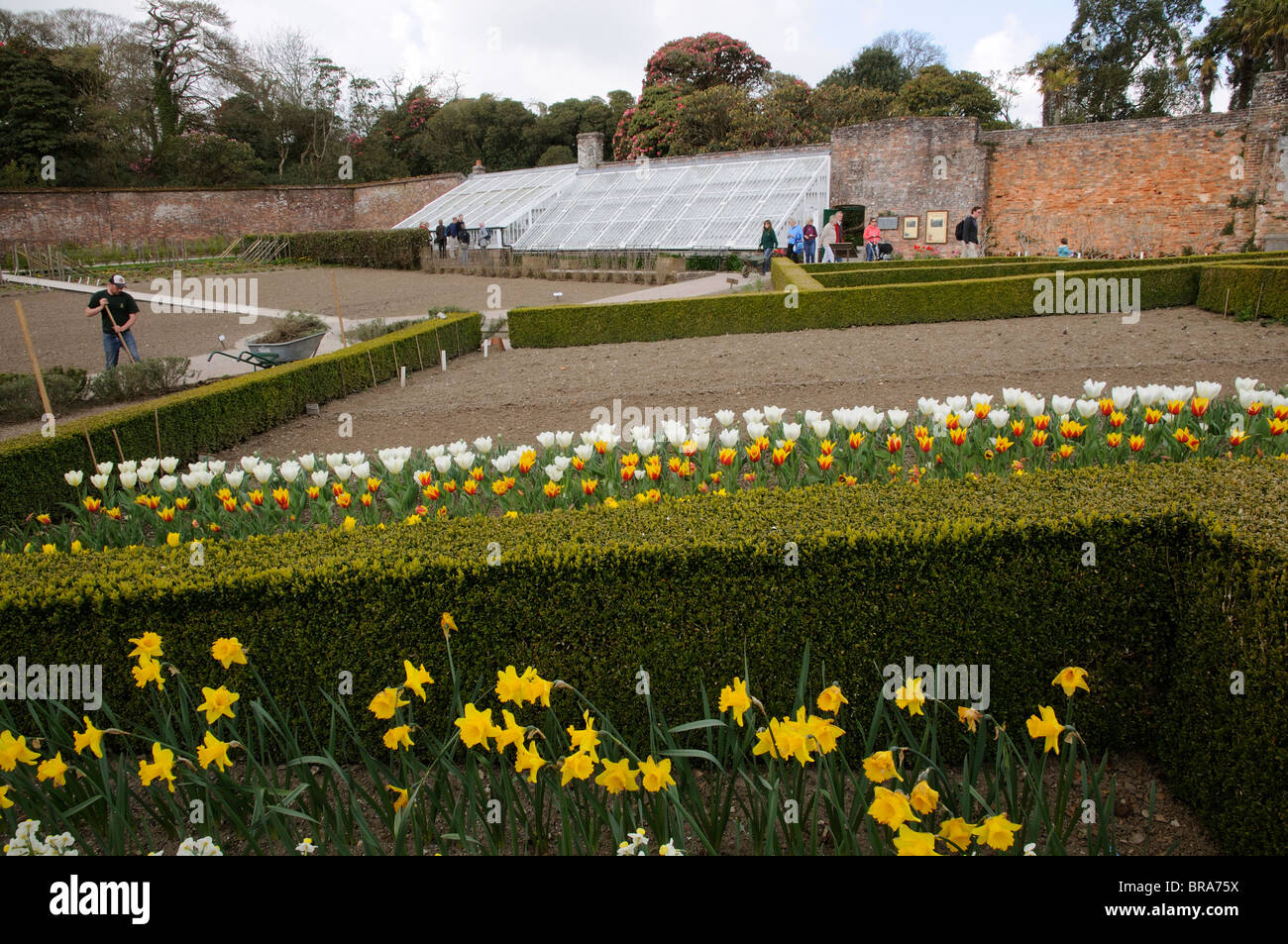 Spring flowers in a walled garden at The Lost Gardens of Heligan in ...