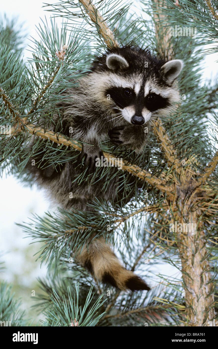 Kz3903 hi-res stock photography and images - Alamy