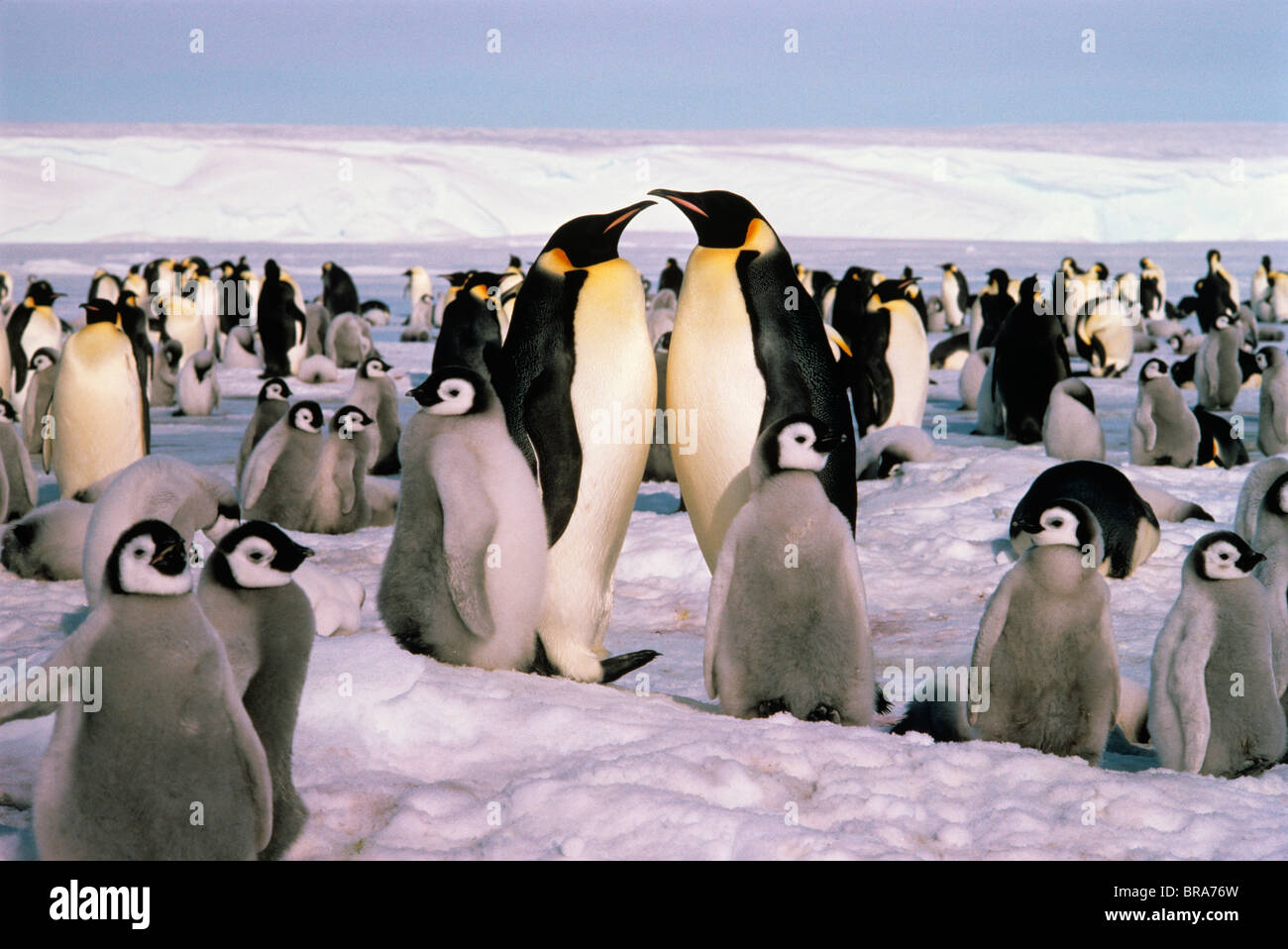 EMPEROR PENGUIN ROOKERY WITH CHICKS ANTARCTICA Stock Photo - Alamy