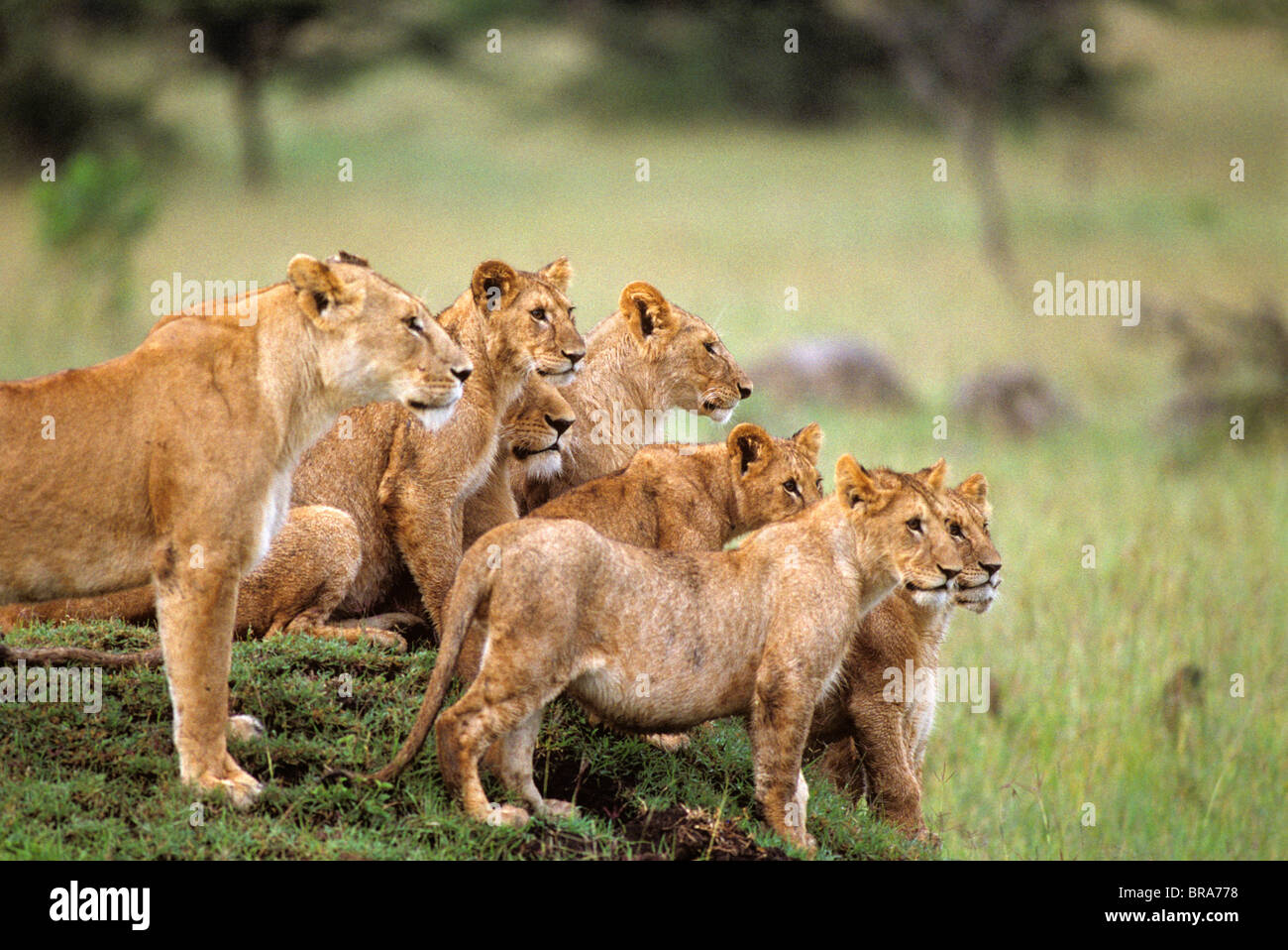 PRIDE OF LIONS ON GRASSY MOUND MASAI MARA GAME RESERVE KENYA AFRICA ...