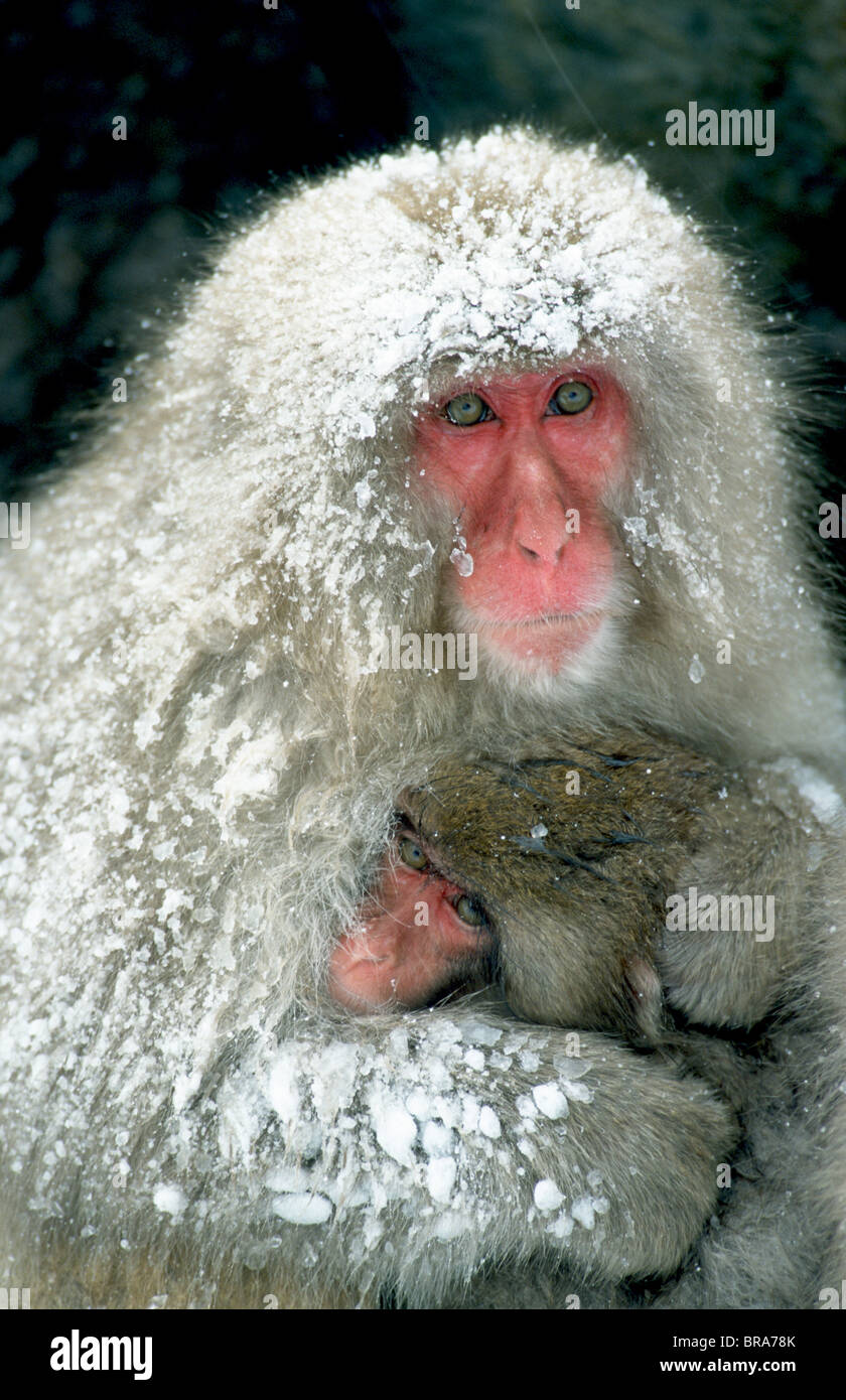 Snow Monkey Japanese Macaque with baby Macaca fuscata Japanese Alps ...