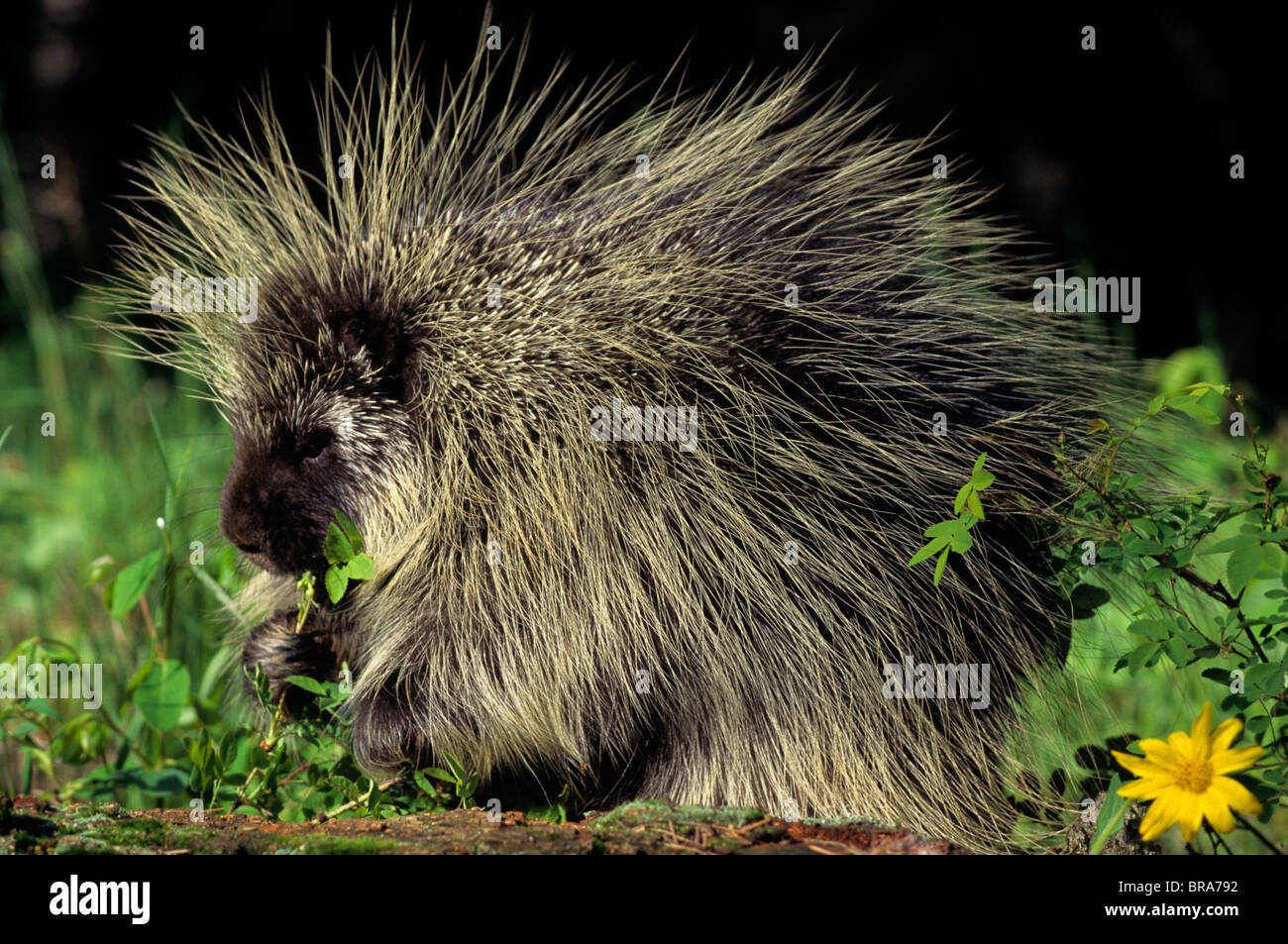 Porcupine erethizon dorsatum eating leaves hi-res stock photography and ...