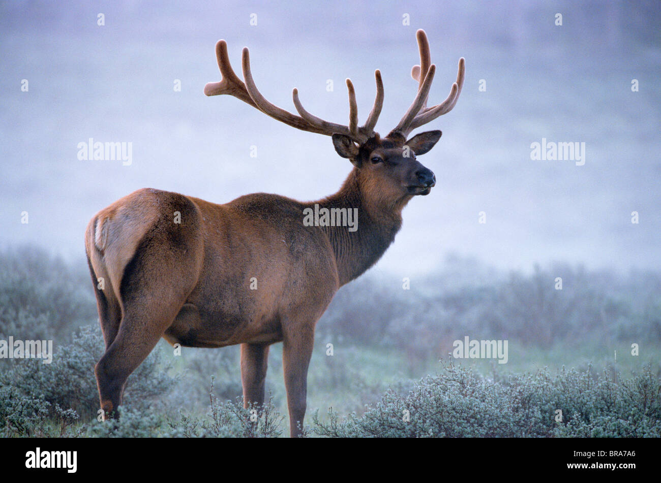 Bull elk in the early morning hi-res stock photography and images - Alamy