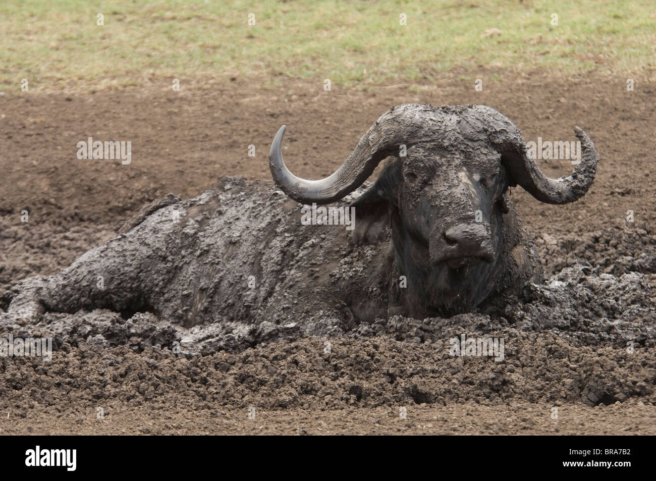 AFRICAN WATER BUFFALO WALLOWING IN MUD NGORONGORO CRATER TANZANIA ...