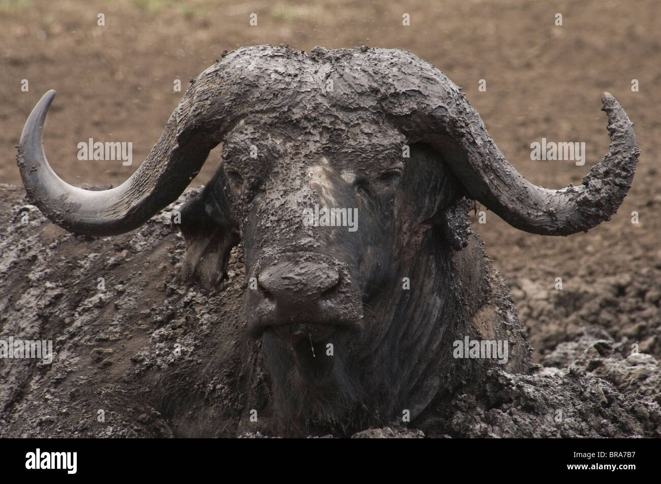 Muddy cape buffalo hi-res stock photography and images - Alamy
