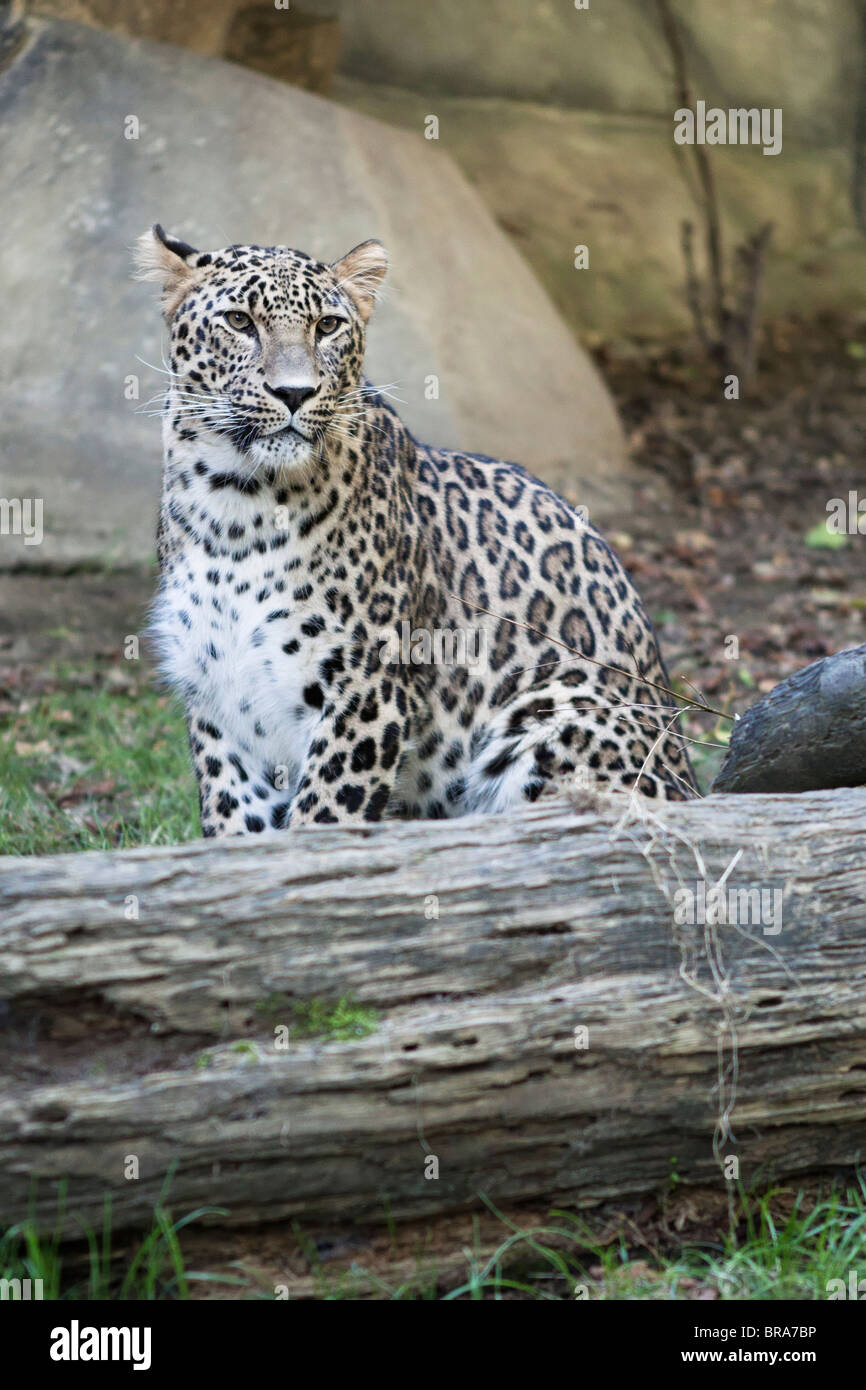 Persian leopard iranian panther hi-res stock photography and images - Alamy