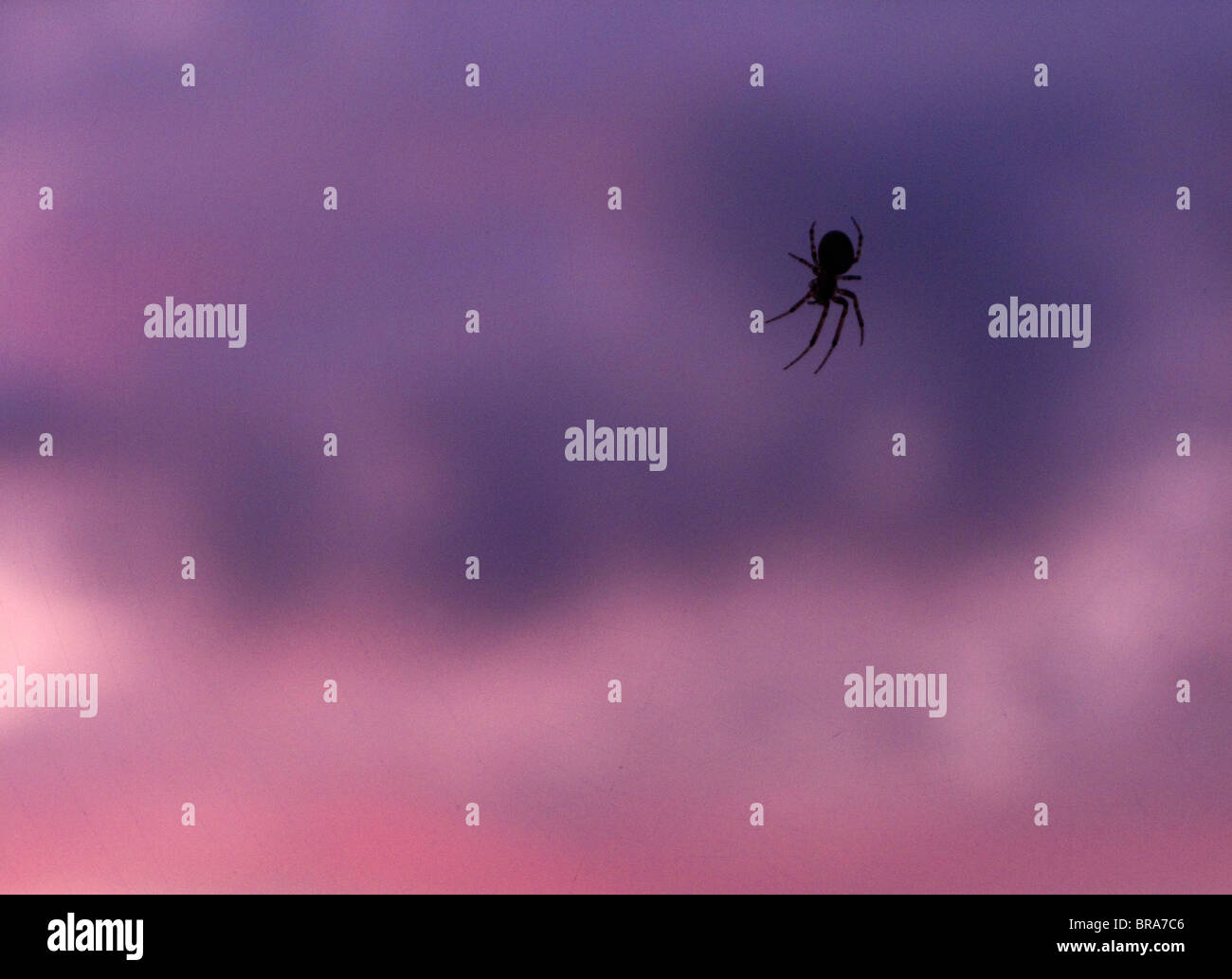 Spider hanging from thread against a purple sunset Stock Photo - Alamy