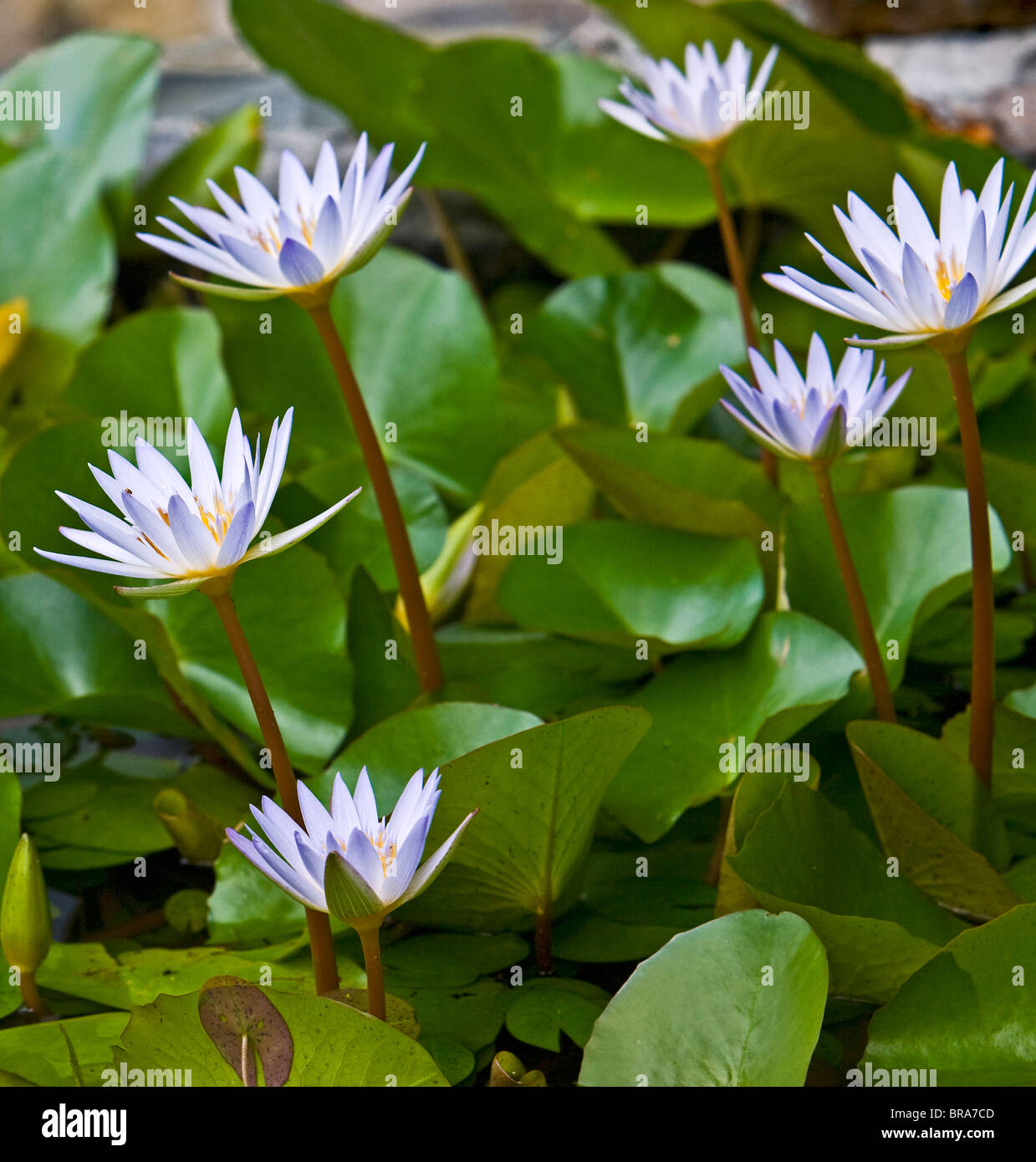 Pygmy water lily hi-res stock photography and images - Alamy