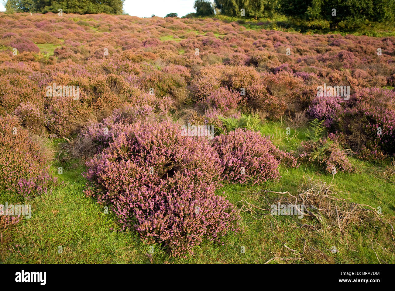 Heathland vegetation suffolk sandlings hi-res stock photography and ...