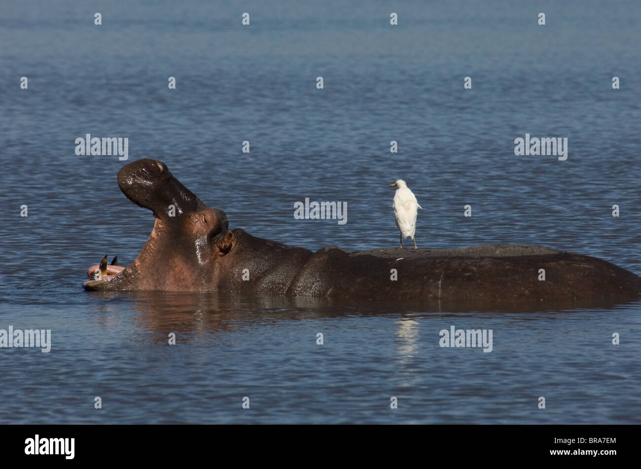 African hippopotamus amphibian amphibious hi-res stock photography and ...