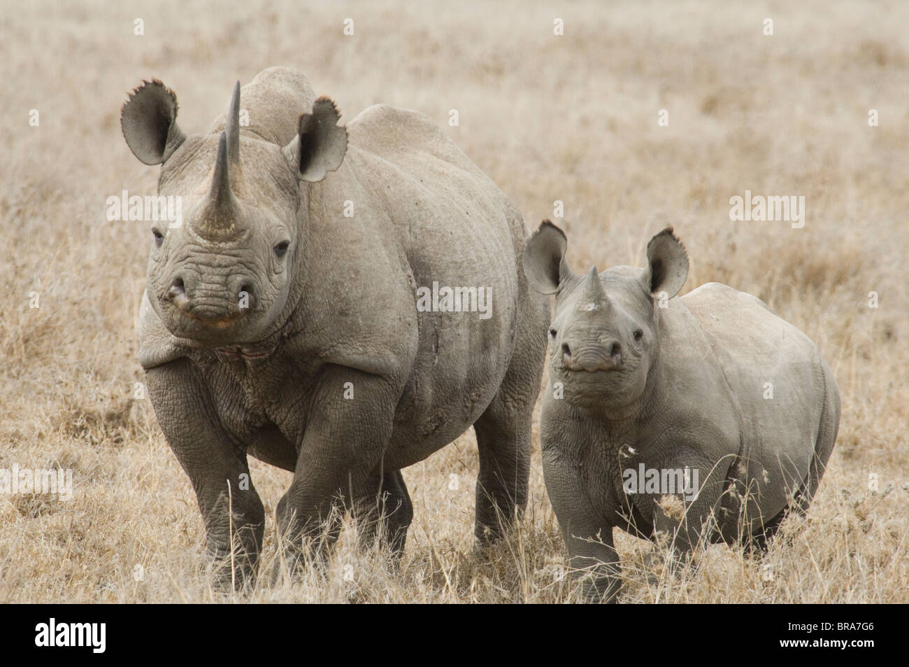 WHITE RHINOCEROS COW AND CALF TANZANIA AFRICA Stock Photo - Alamy