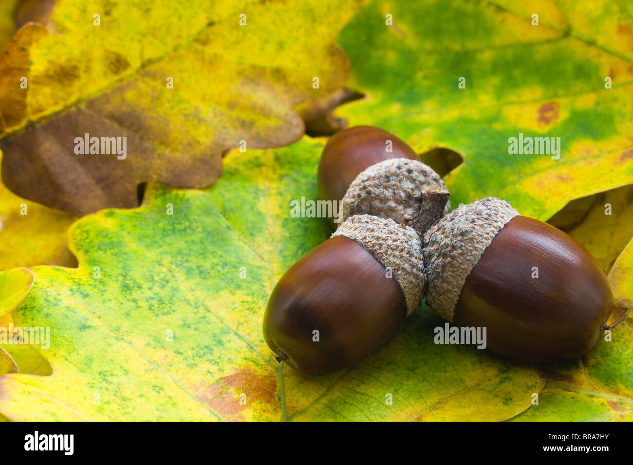 Oak tree forest autumn acorn hi-res stock photography and images - Alamy