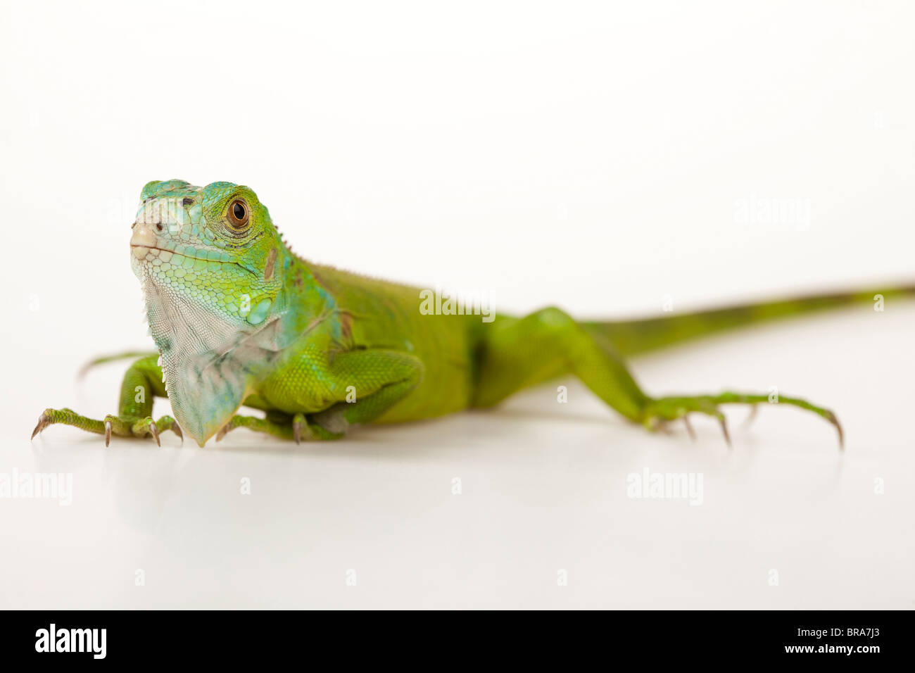 animal,gecko,leopard, lizard,reptile, reptilian Stock Photo - Alamy
