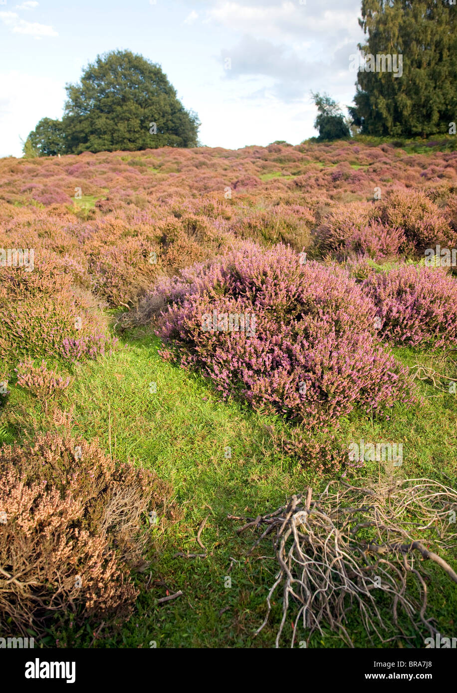 Heathland vegetation suffolk sandlings hi-res stock photography and ...