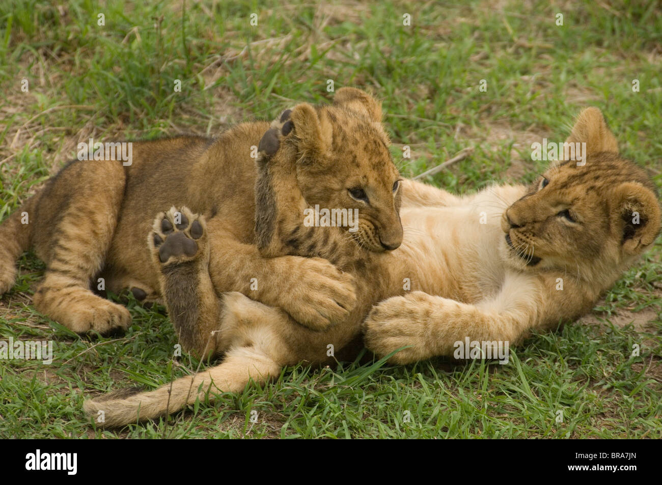 TWO WRESTLING PLAYING LION CUBS MASAI MARA NATIONAL RESERVE KENYA AFRICA Stock Photo - Alamy