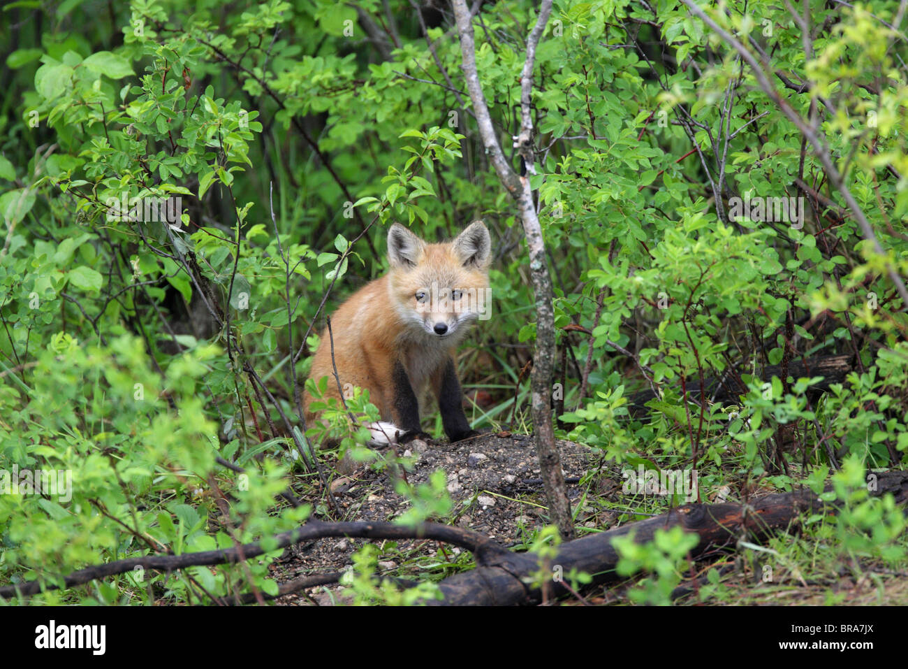 Red Fox Vulpes vulpes cub making eye contact sitting by its den in a ...