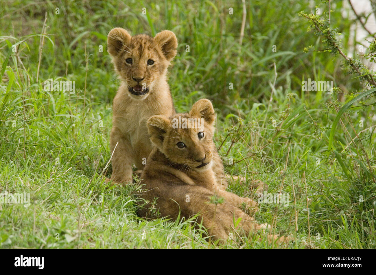 Lions in the grass hi-res stock photography and images - Alamy