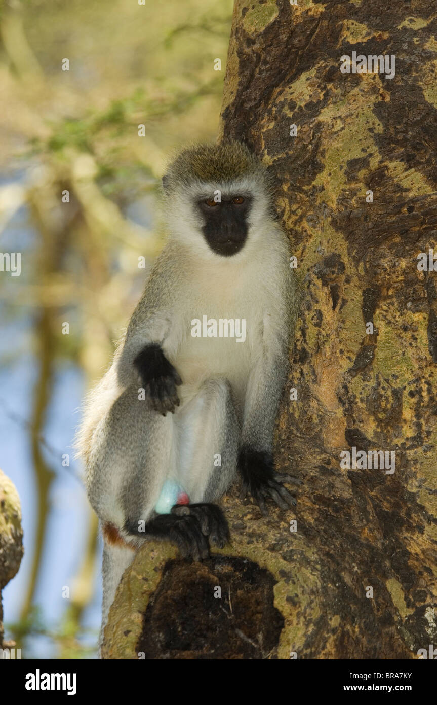 VERVET MONKEY SITTING ON TREE TRUNK NGORONGORO CRATER TANZANIA AFRICA ...