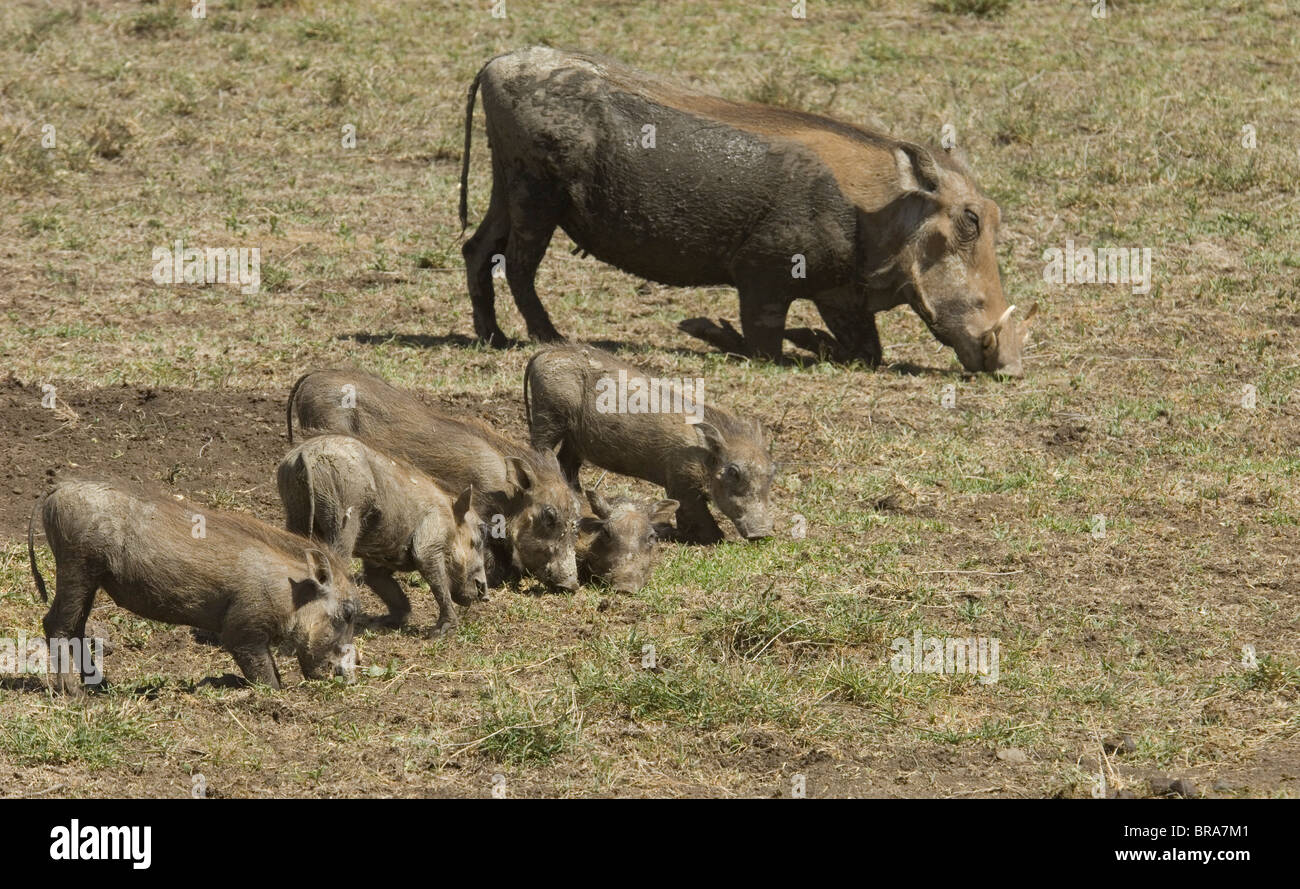 WARTHOG KNEELING WITH 5 YOUNG PIGLETS IMITATING BEHAVIOR NGORONGORO ...