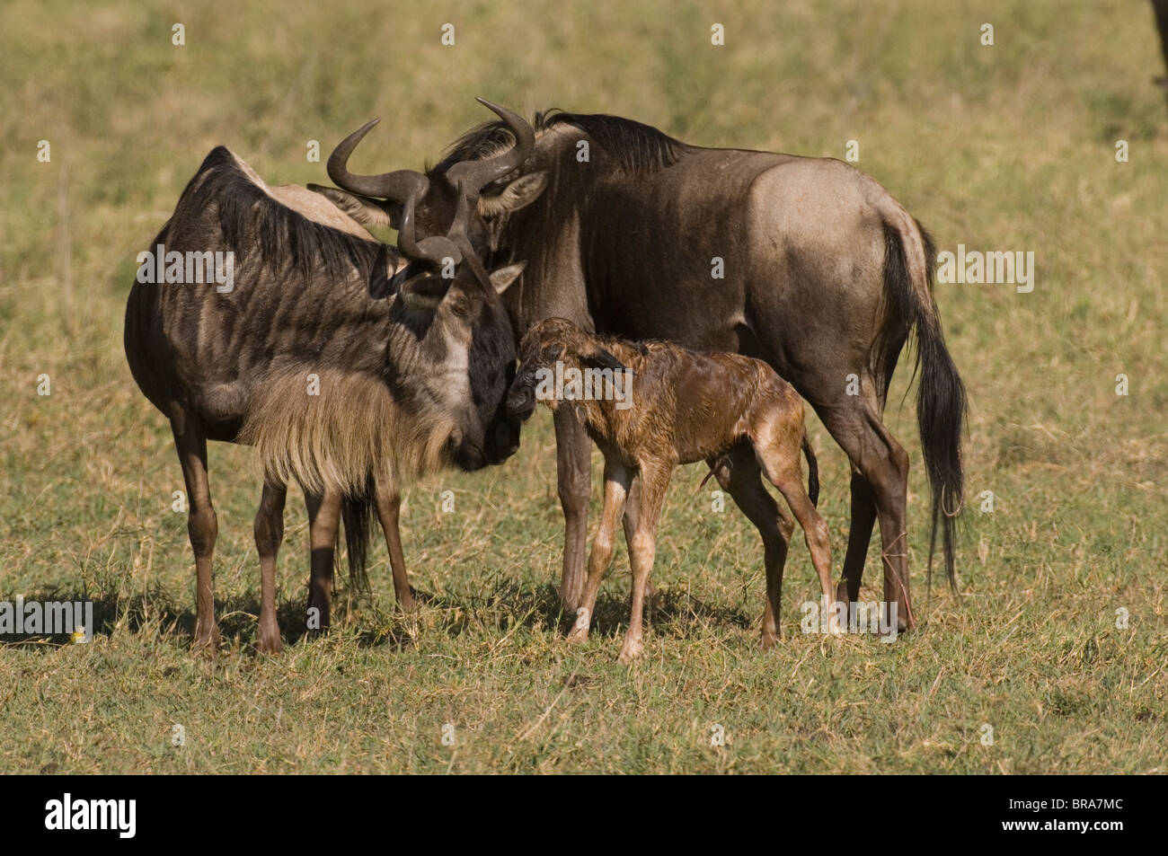 WILDEBEEST FAMILY WITH NEWLY BORN CALF NGORONGORO CRATER TANZANIA ...