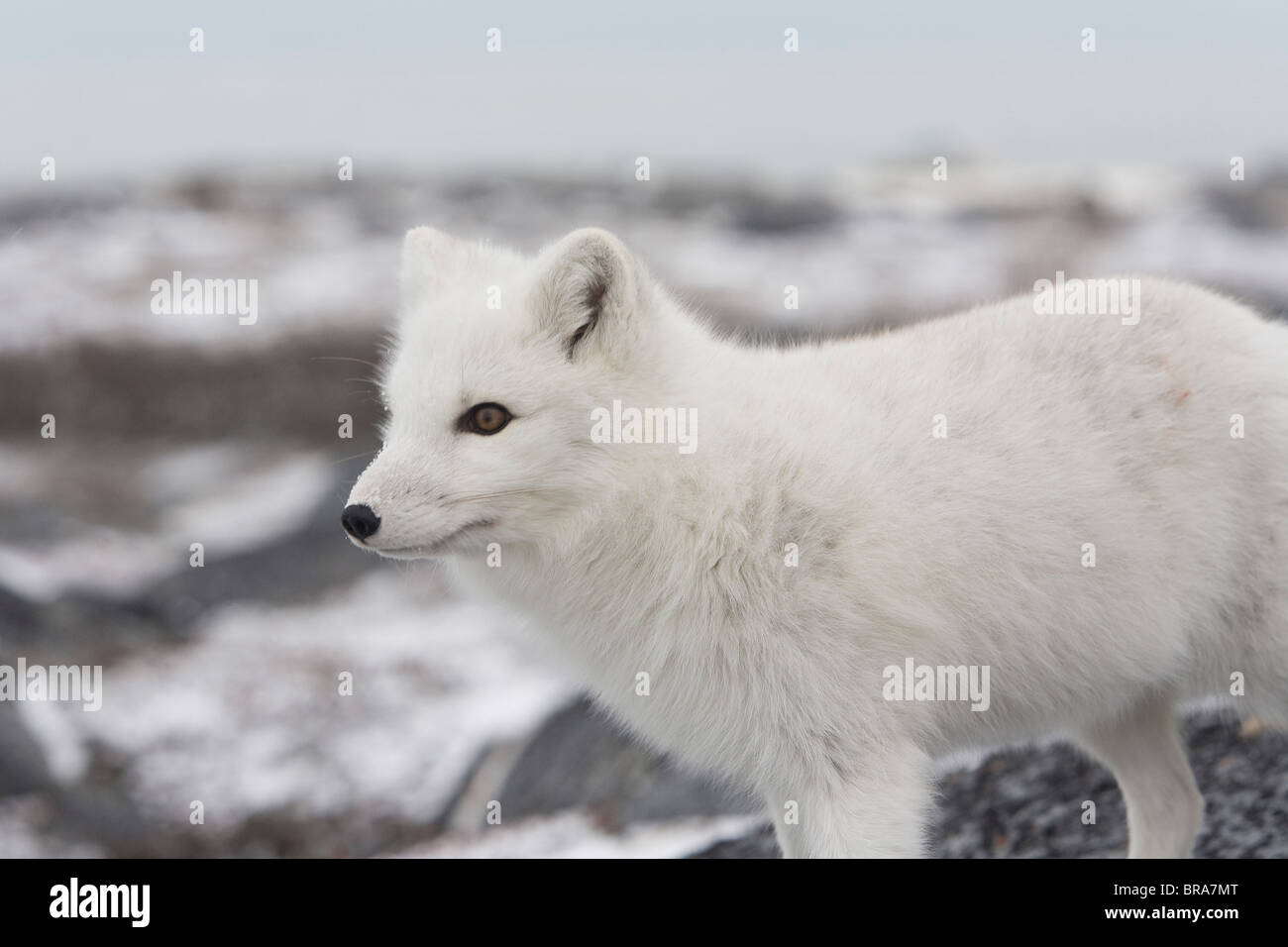 Arctic fox in Churchill Manitoba Canada Stock Photo - Alamy