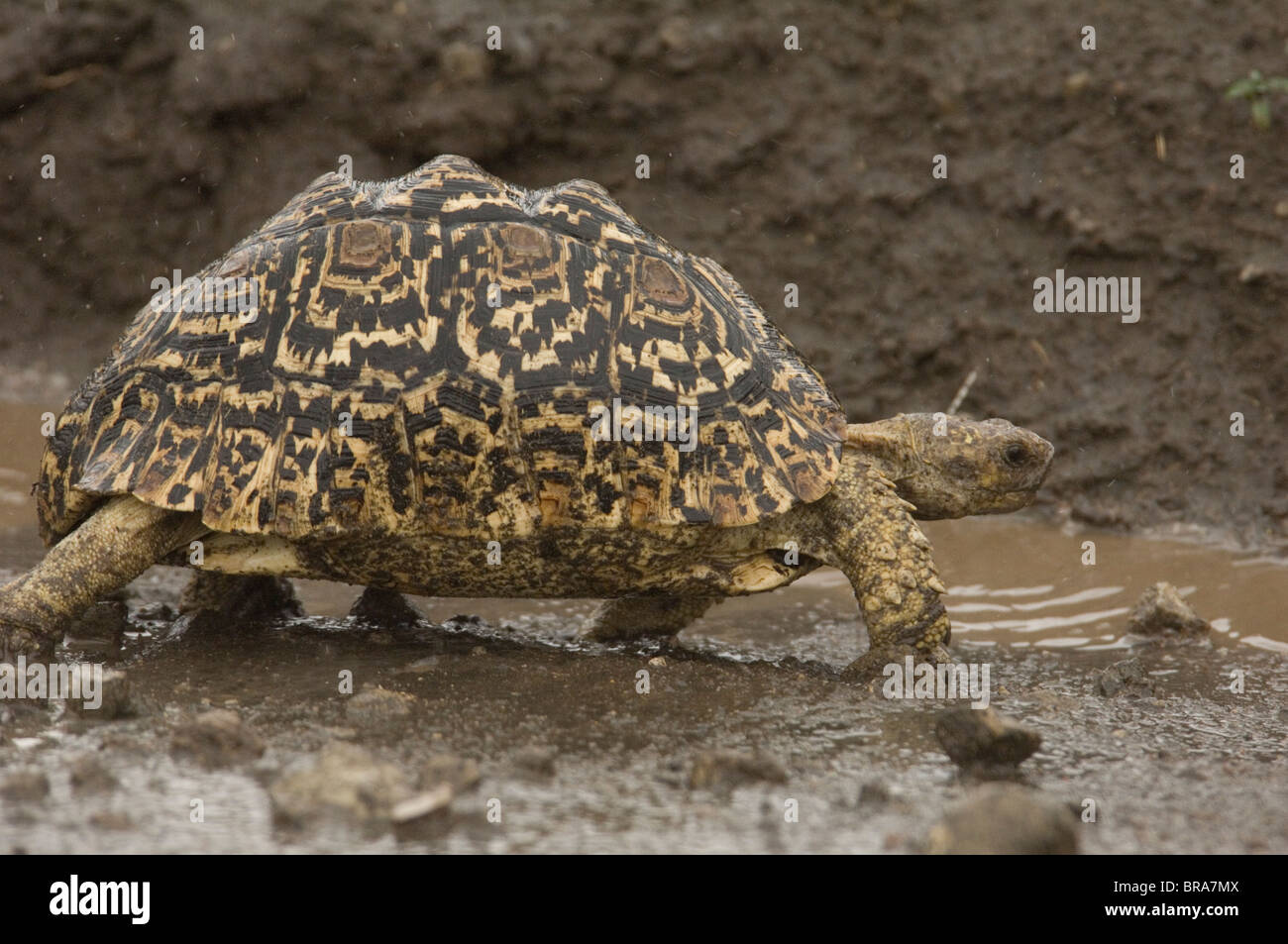 TURTLE NGORONGORO CRATER TANZANIA AFRICA Stock Photo - Alamy