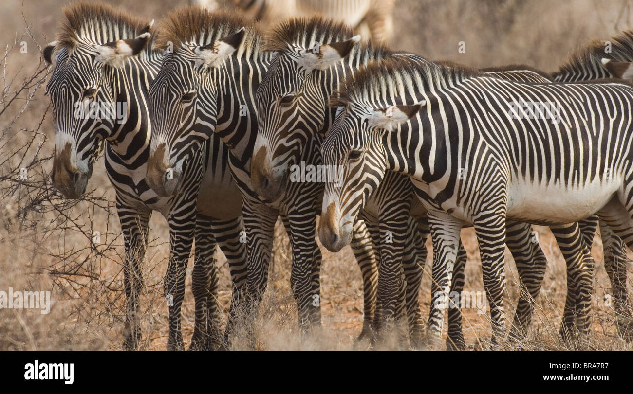 FOUR ZEBRAS STANDING IN A ROW SAMBURU NATIONAL RESERVE KENYA AFRICA ...