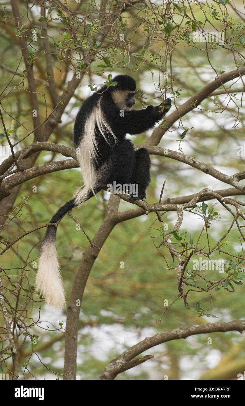 SINGLE COLOBUS MONKEY IN TREE LAKE NAKARU NATIONAL PARK KENYA AFRICA ...