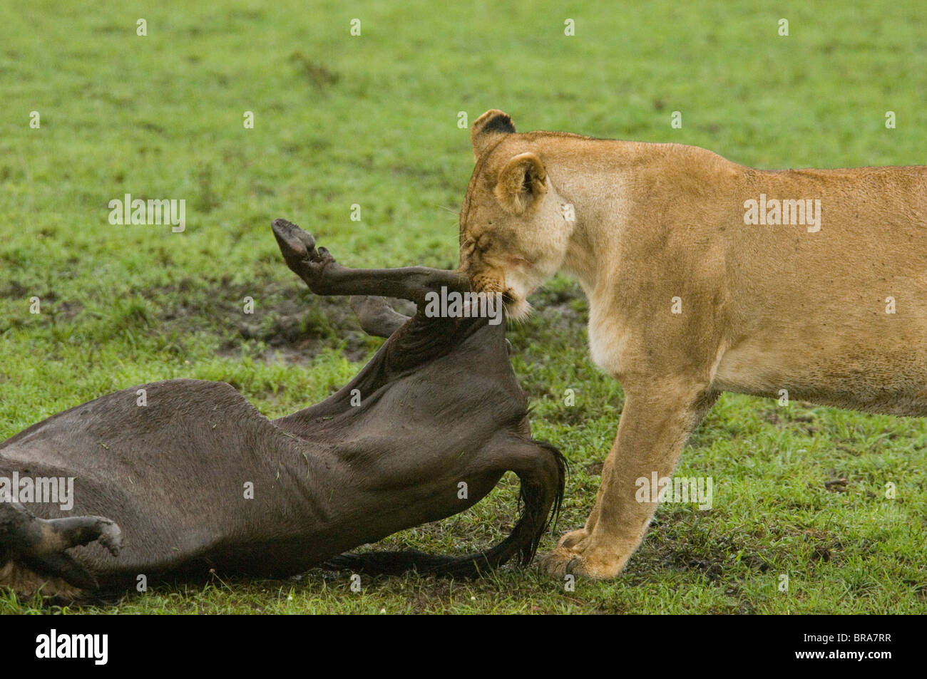 LIONESS PULLING ON CARCASS OF DEAD WILDEBEEST MASAI MARA NATIONAL ...