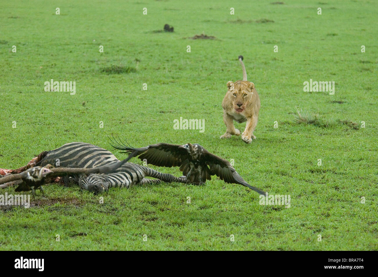 Animal chasing zebra hi-res stock photography and images - Alamy