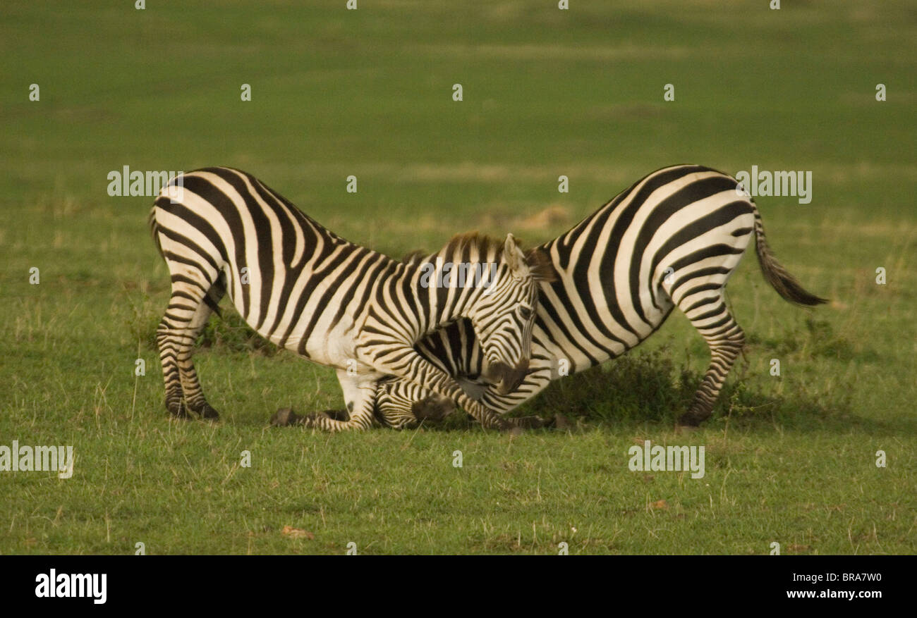 TWO ZEBRAS HEAD TO HEAD KNEELING INTO ONE ANOTHER MASAI MARA NATIONAL ...