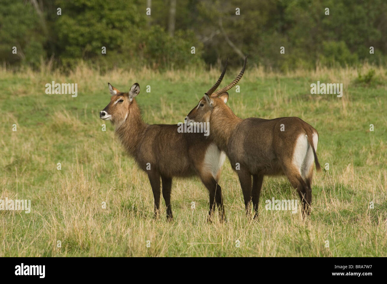 MALE AND FEMALE WATERBUCK MASAI MARA NATIONAL RESERVE KENYA AFRICA ...