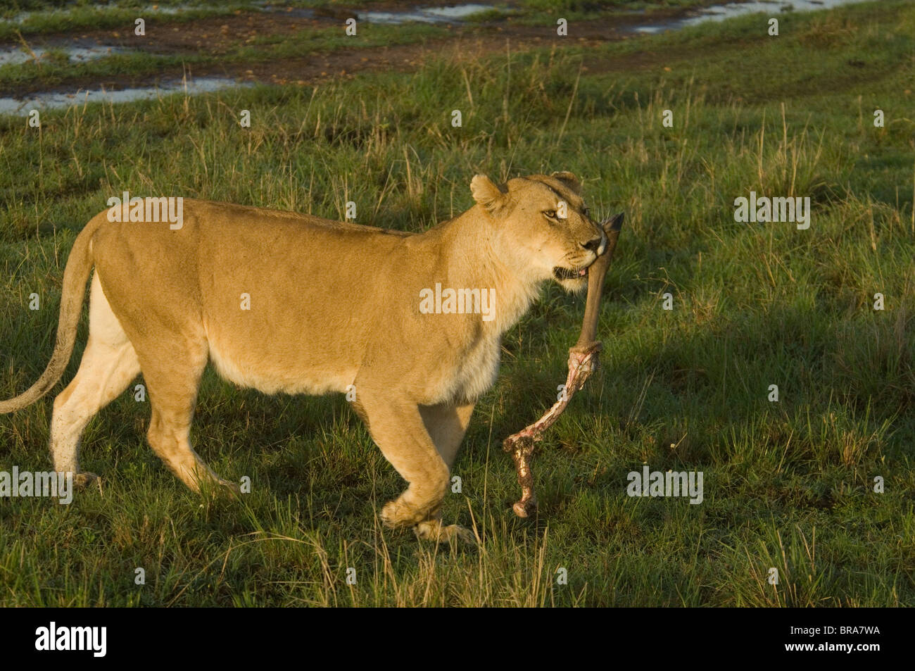 LIONESS CARRYING ANTELOPE HOOF IN MOUTH MASAI MARA NATIONAL RESERVE ...
