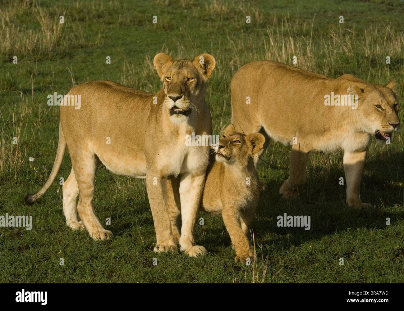 Three Lions Stock Photos & Three Lions Stock Images - Alamy