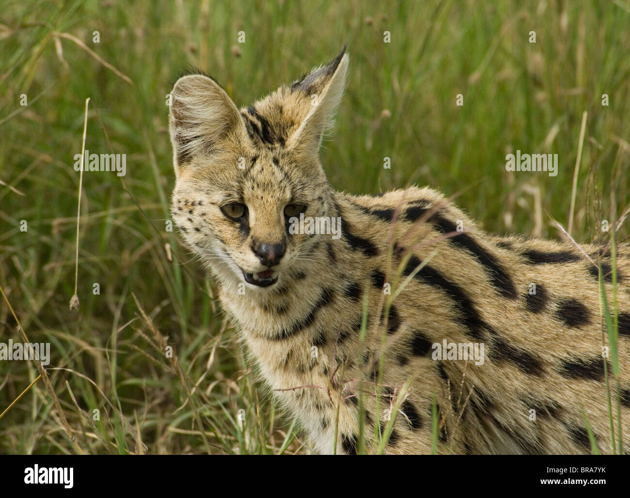 SERVAL CAT SERENGETI NATIONA PARK TANZANIA AFRICA Stock Photo - Alamy