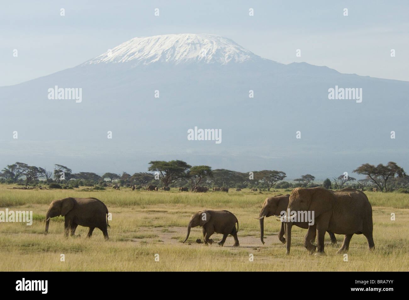 ELEPHANTS WALKING IN FRONT OF MOUNT KILIMANJARO AMBOSELI NATIONAL PARK ...
