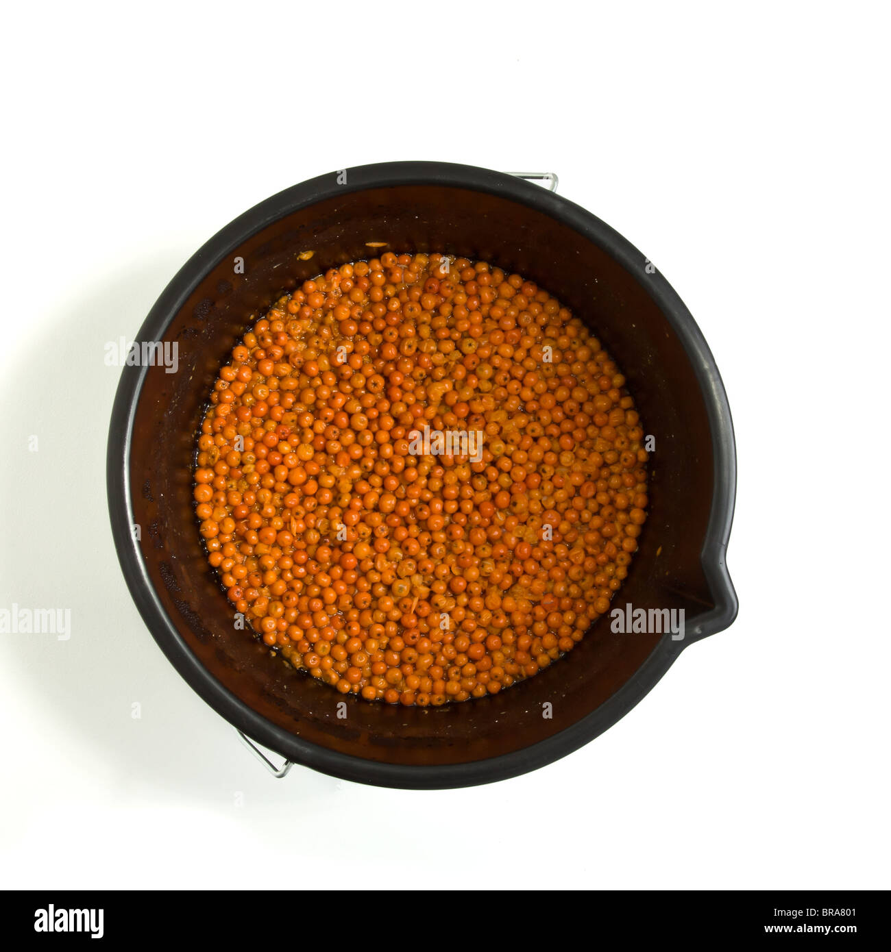 Wild hedgerow Rowan berries Fermenting in bucket in home wine making ...