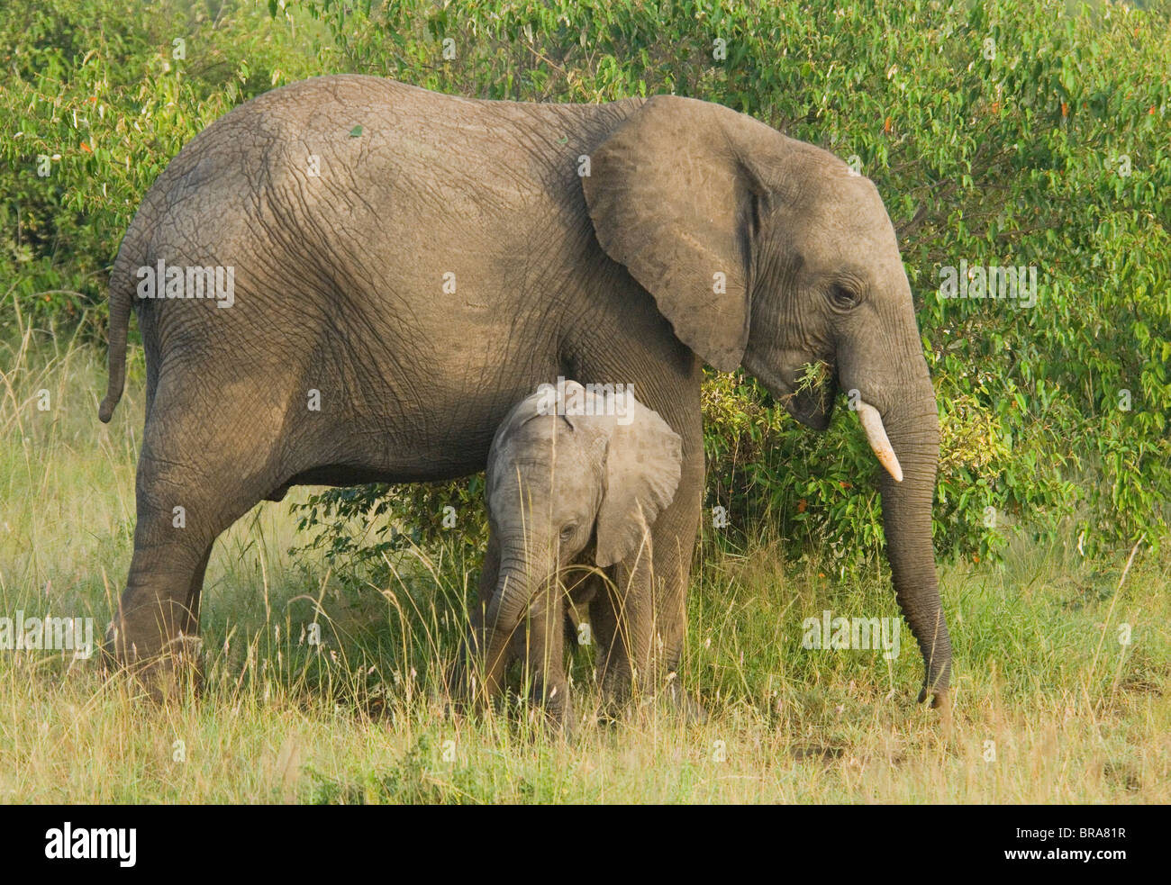 ELEPHANT BABY CALF WITH MOTHER COW loxodonta africana MASAI MARA ...