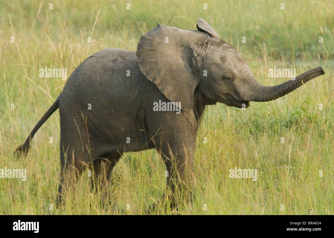 BABY ELEPHANT CALF STANDING IN GRASS WITH TRUNK UP MASAI MARA NATIONAL ...