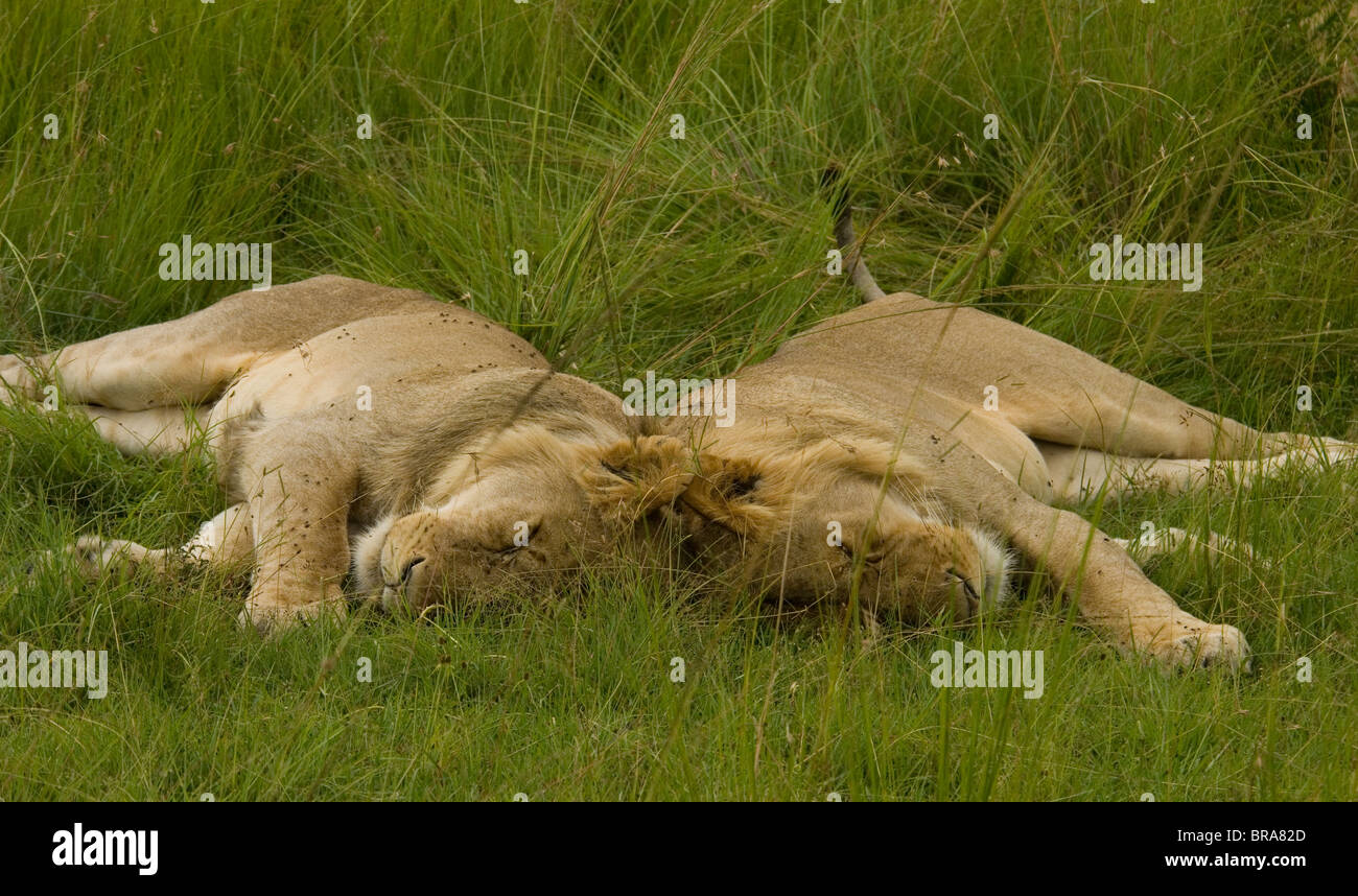 TWO LIONS LYING SIDE BY SIDE HEAD TO HEAD MASAI MARA NATIONAL RESERVE ...
